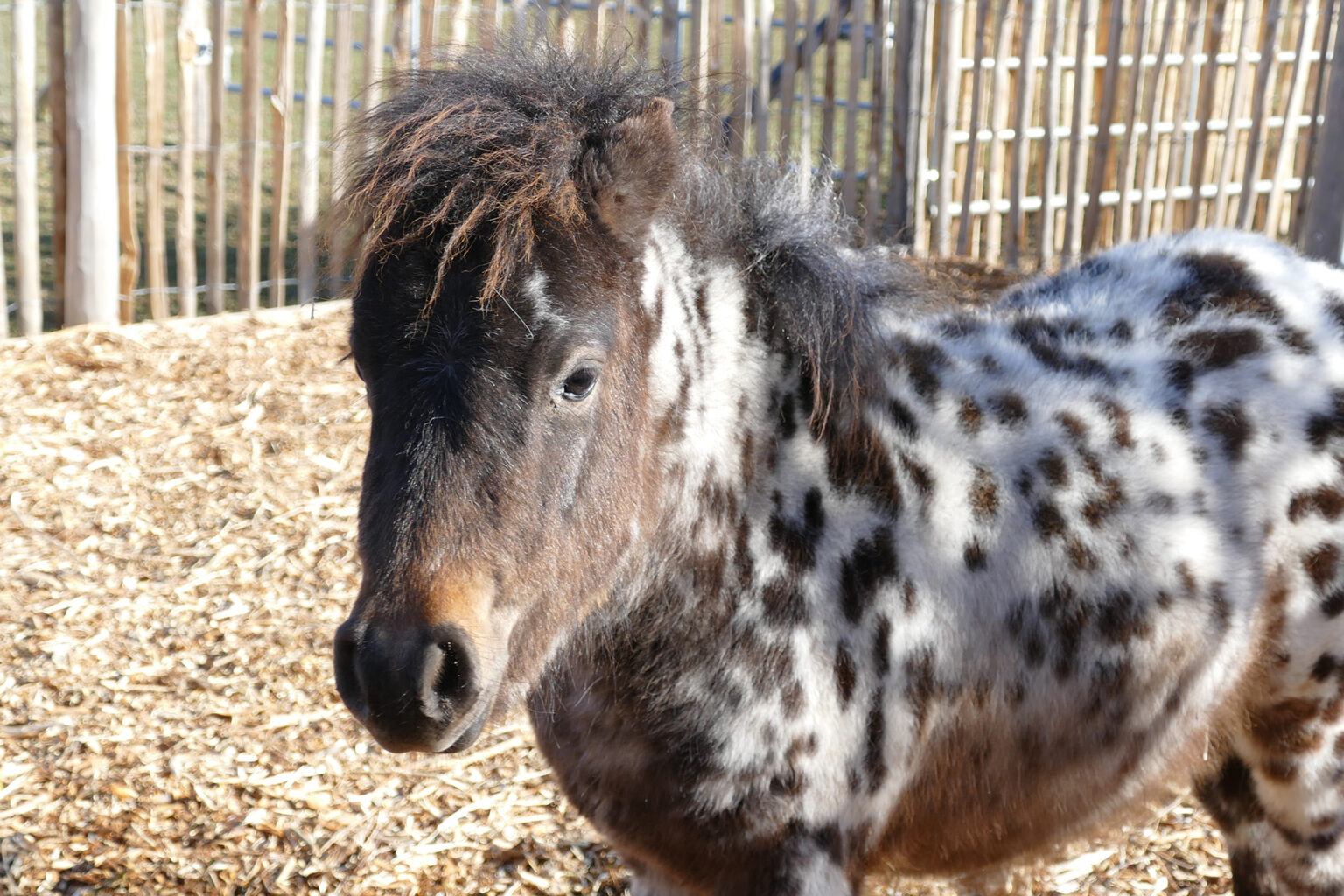 Unsere Ponys – Erlebt diese tollen Tiere hautnah - Mohrenhof Franken